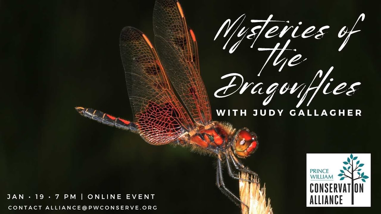 Mysteries of the Dragonflies with Judy Gallagher - YouTube