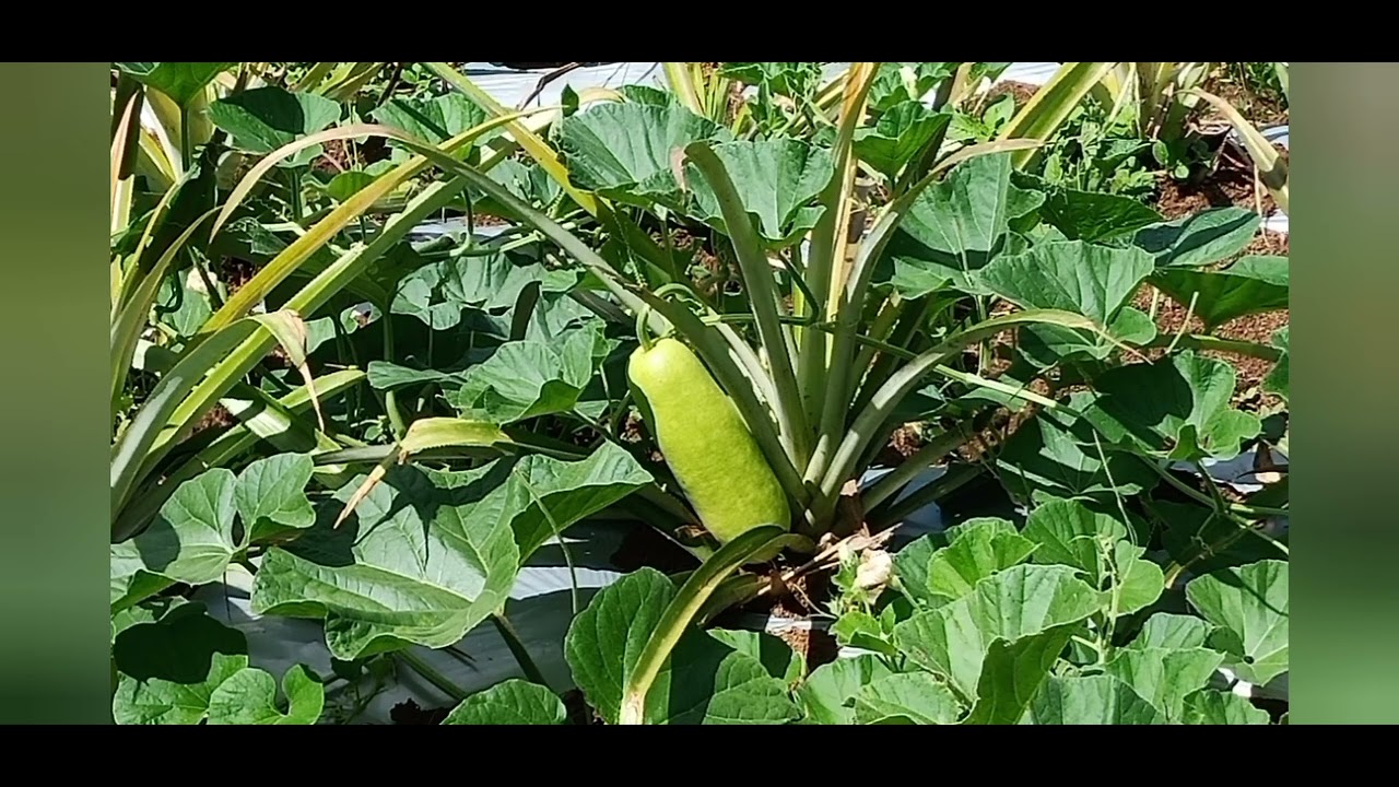 Developing an idle land into a diverse farm. - YouTube