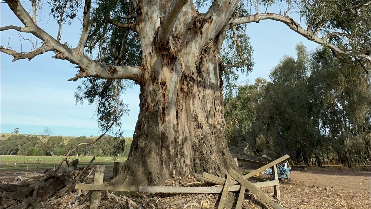 Wow Magnificent big gum tree with guest commentator Susie - YouTube
