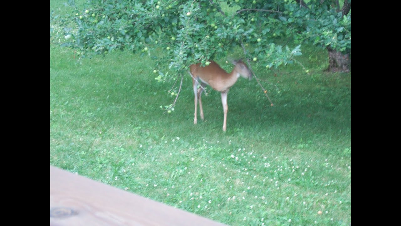 Three-legged deer - YouTube