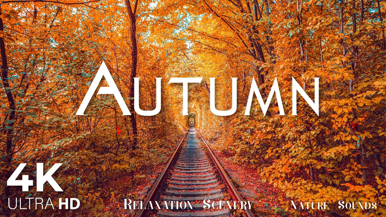 Enchanting Autumn Forests with Beautiful Piano Music🍁 Autumn Ambience ...