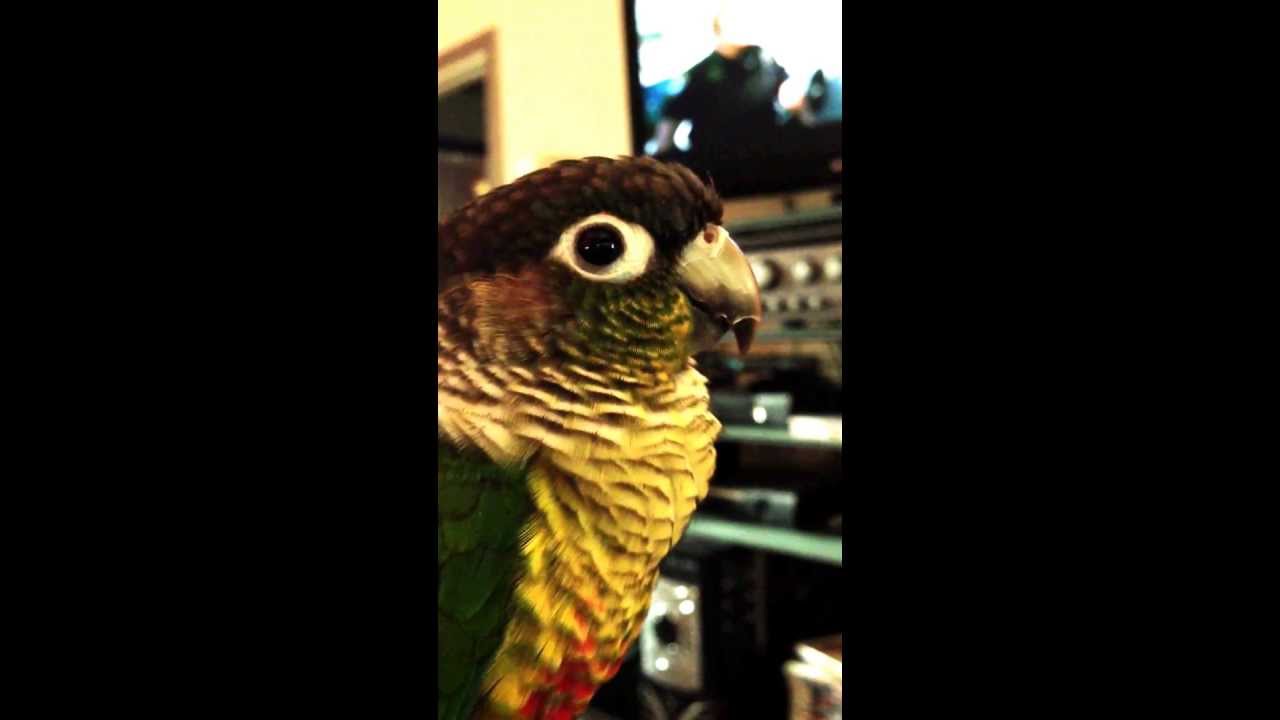 Green cheek conure talking - YouTube