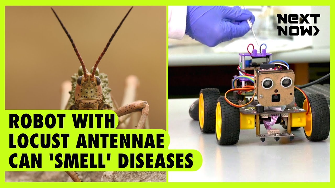 Robot with locust antennae can ‘smell’ diseases | NEXT NOW - YouTube