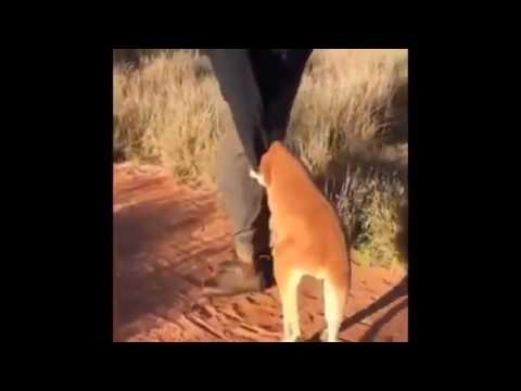 Koyam gotune gulumsê