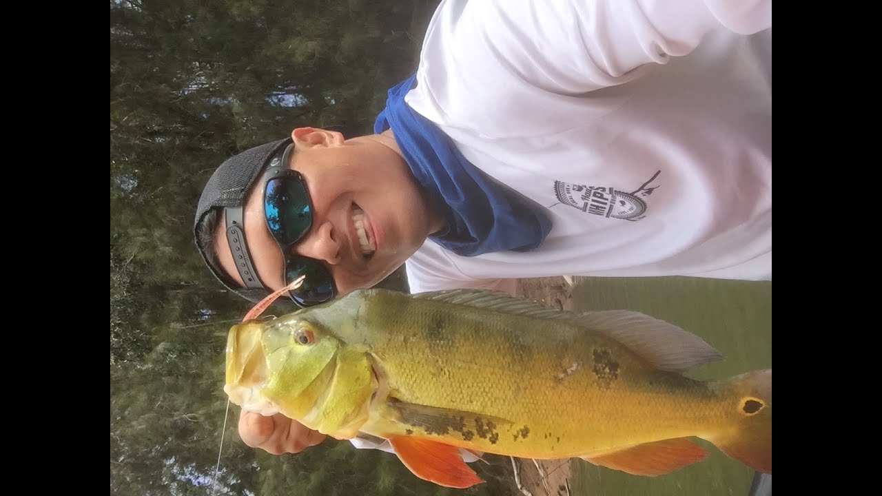 Peacock Bass meets Campania Lures - YouTube