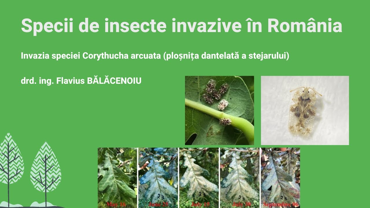 Specii de insecte invazive în România. Invazia speciei Corytrucha ...