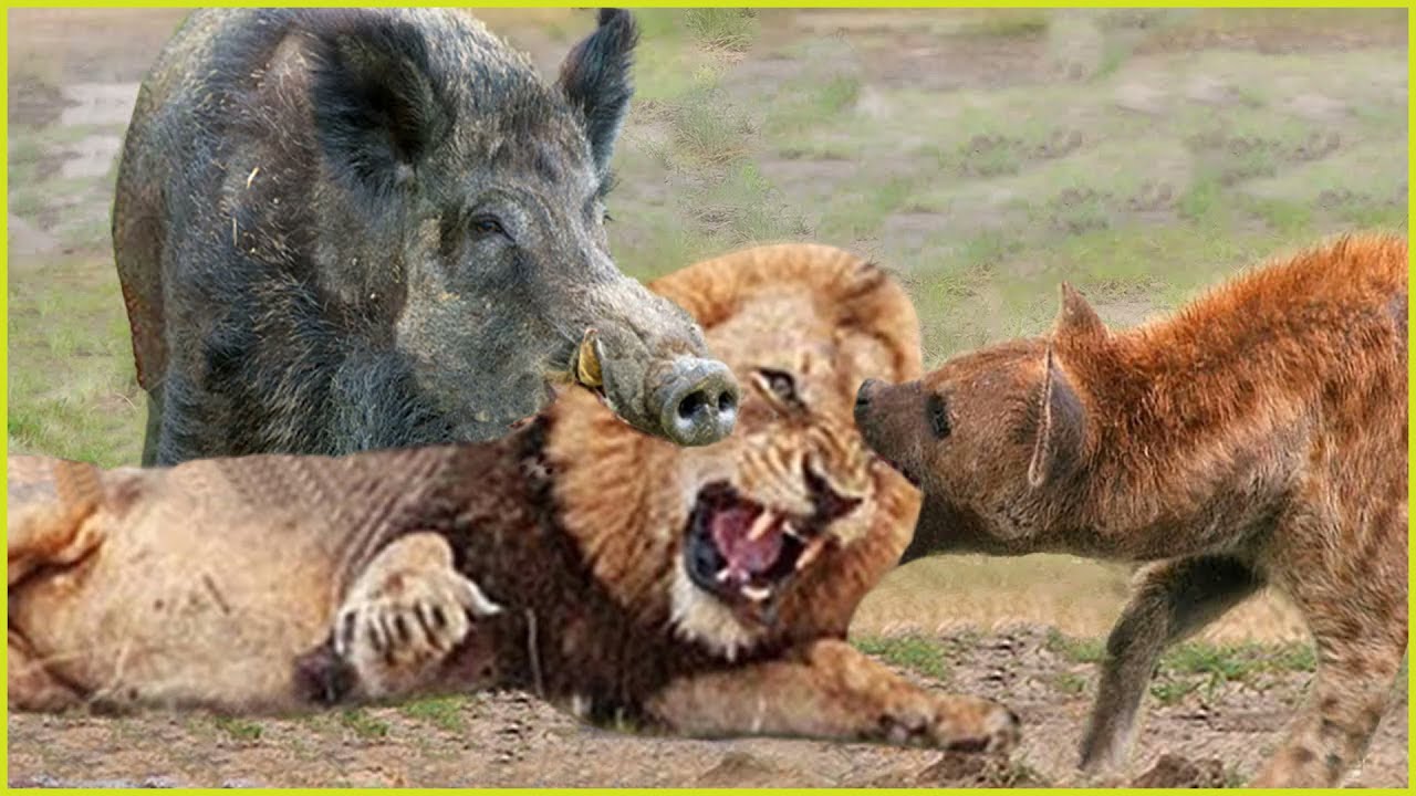 Crazy Hyenas Biting Lion Head To Rescue Warthog | Wild Animals Attacks - YouTube
