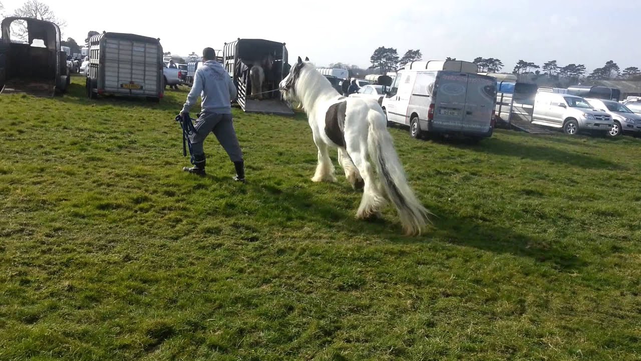 Gypsy cob stallion paddys lad - YouTube