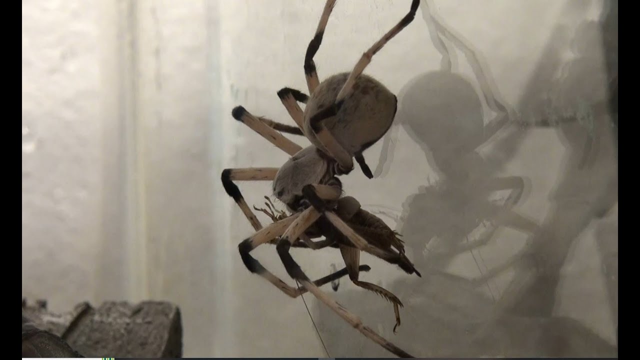 Big Israeli Huntsman Spider (Cerbalus Aravaensis) Caught a Cricket ...