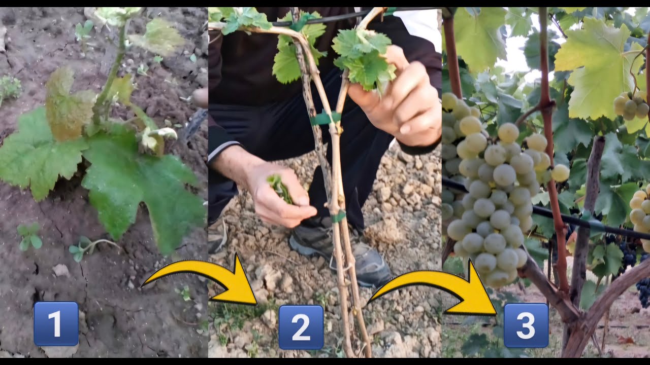How to Vine Training - Care and pruning after planting. (Subtitles with ...