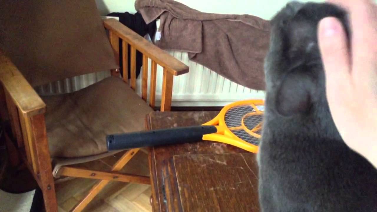 Introducing Momo the Cat - YouTube