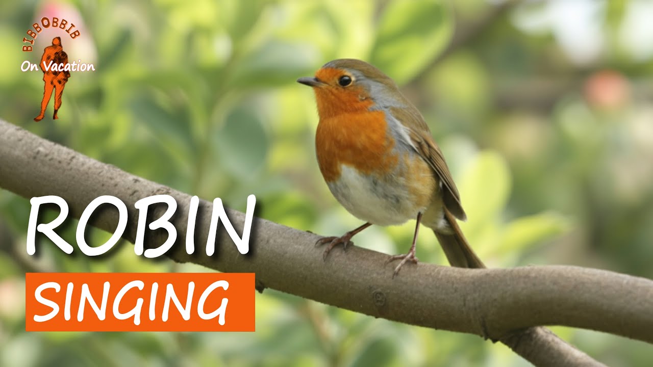 Cute Robin Sings Sweetly in the Trees | BibBobBib - YouTube