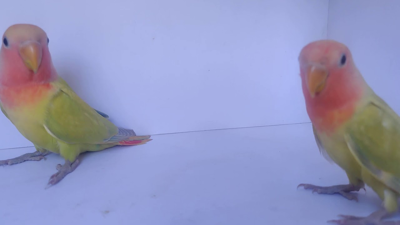 Cinnamon OPALINE 8072687012 - YouTube