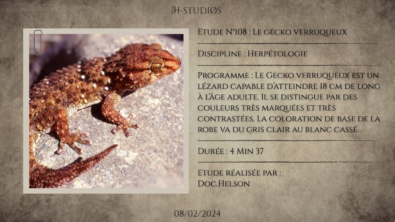 LE GECKO VERRUQUEUX - CHONDRODACTYLUS TURNERI - Le lézard du Sahara ...