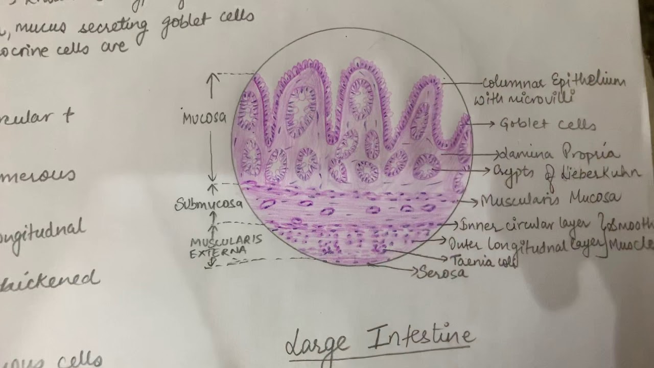 Histology of large intestine and appendix - YouTube