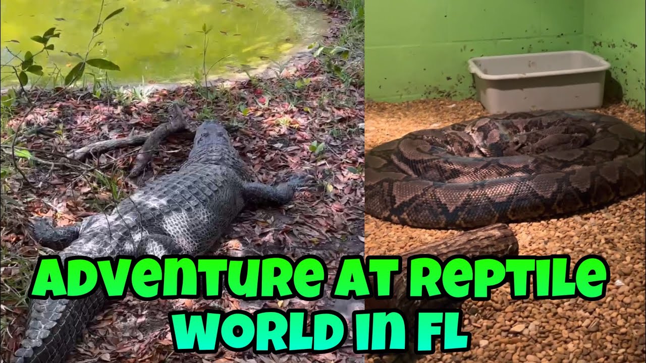 Adventure at reptile world in FL!! - YouTube