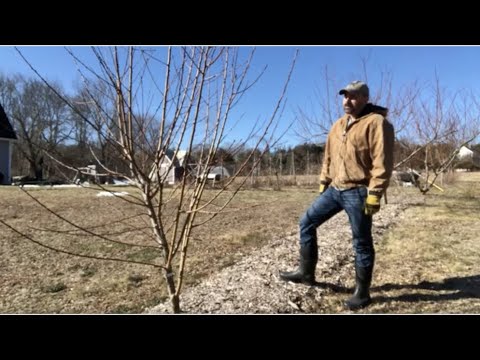 Get Your Grove On! - Pruning Demo open center/vase shape for stone ...