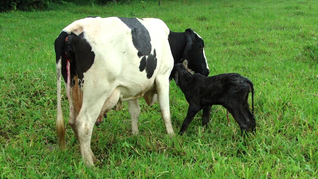 VACA E SEU BEZERRO RECÉM-NASCIDO - YouTube