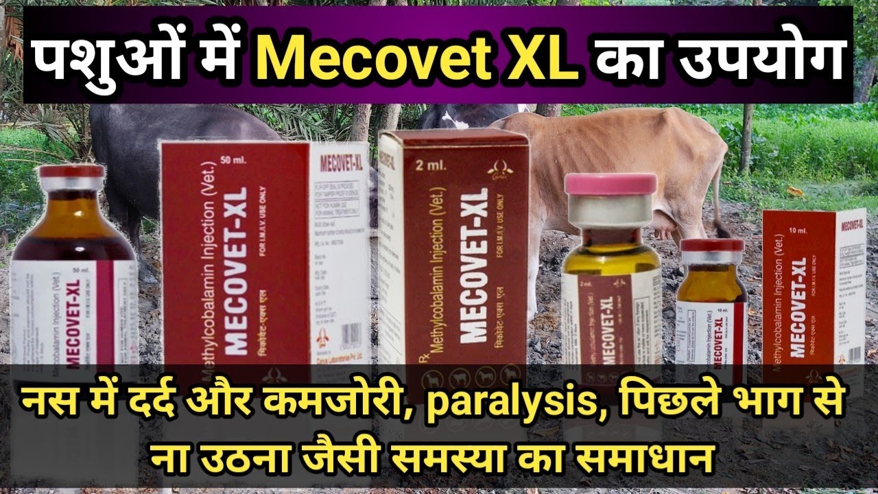 Mecovet XL injection गाय भैंस में Mecovet xl injection का उपयोग कौन-कौन ...