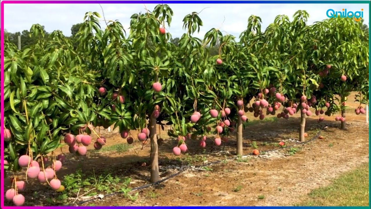 Most Technology of Mango Farm in Australia | Modern agricultural ...
