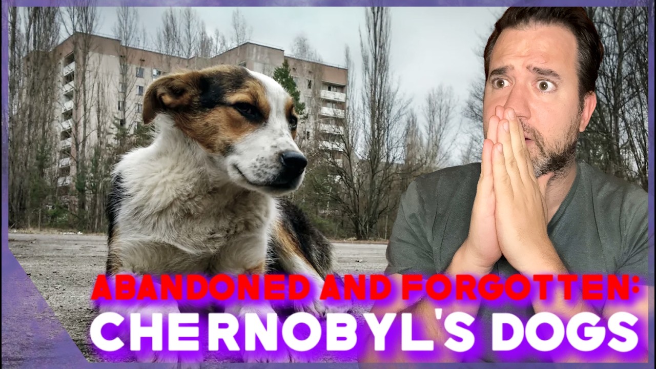 The forgotten victims: What happened to the dogs of Chernobyl? Short ...