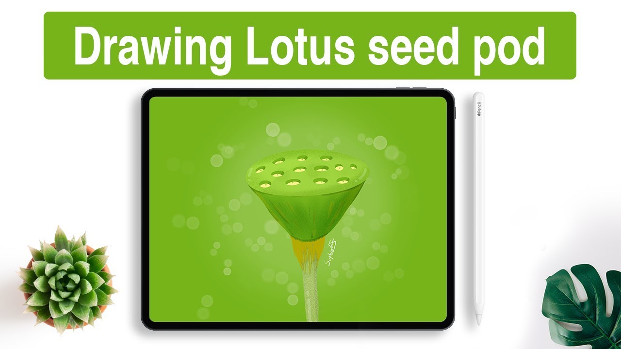 Lotus Seed Pod Drawing