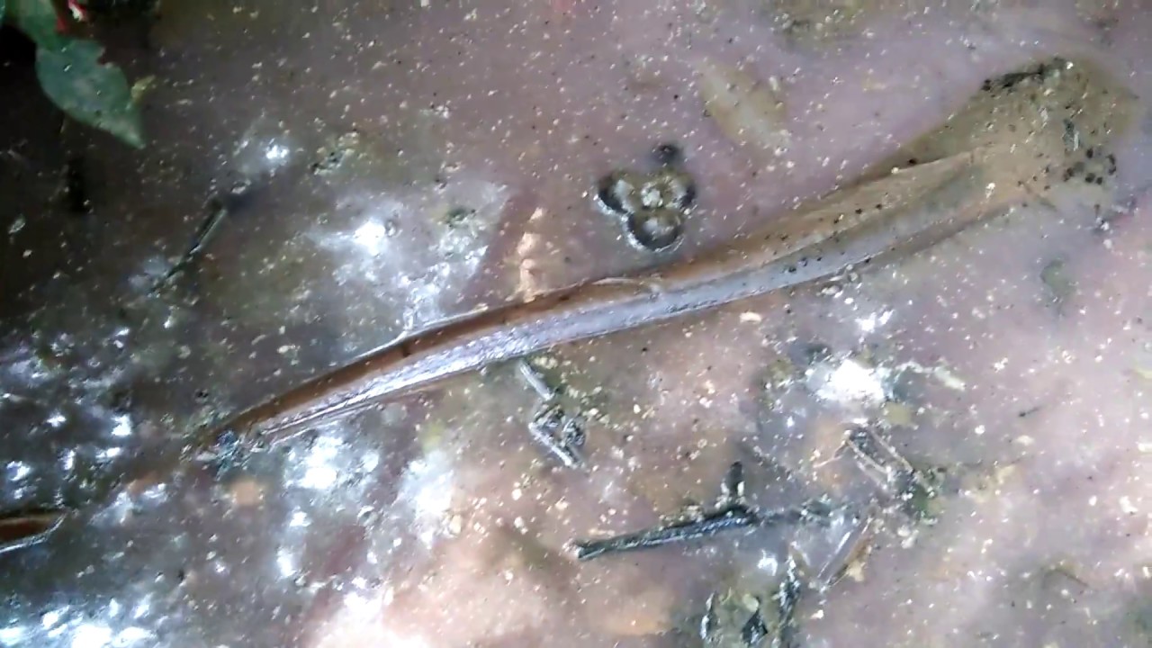 Catfish in mukkam iruvazhaji puzha - YouTube