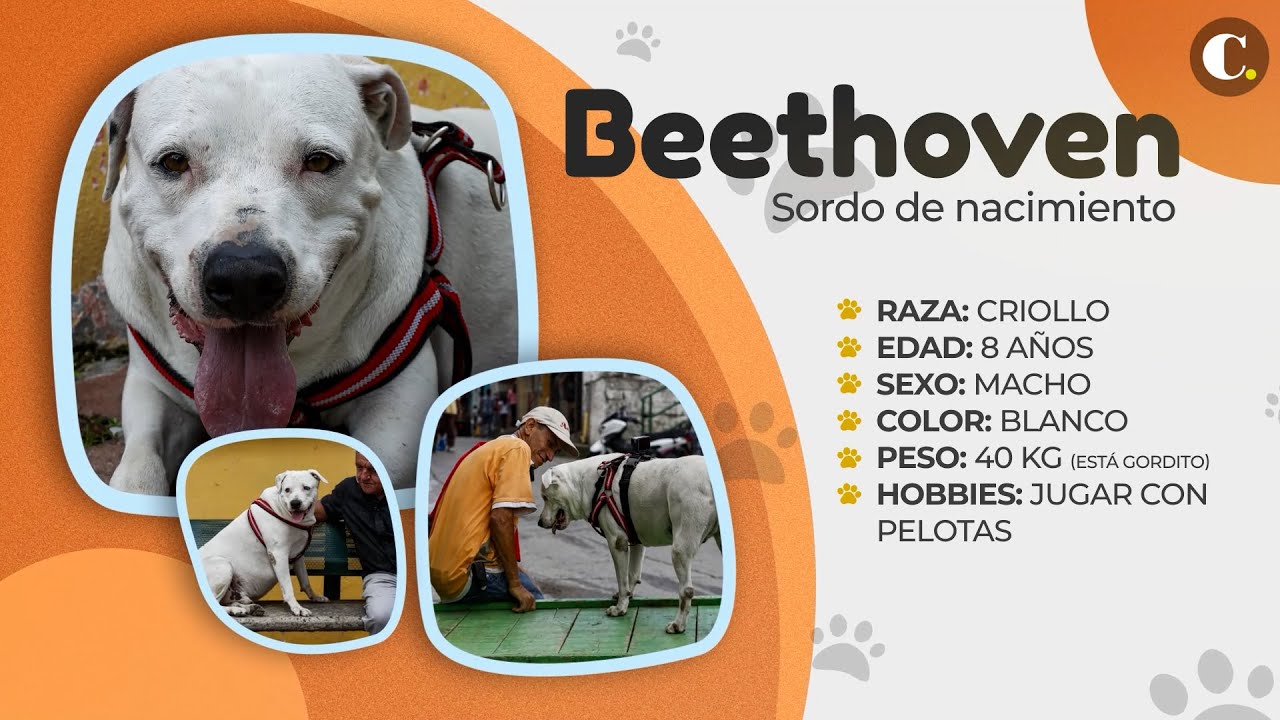 Beethoven, el perro sordo que unió a un pueblo | El Colombiano - YouTube