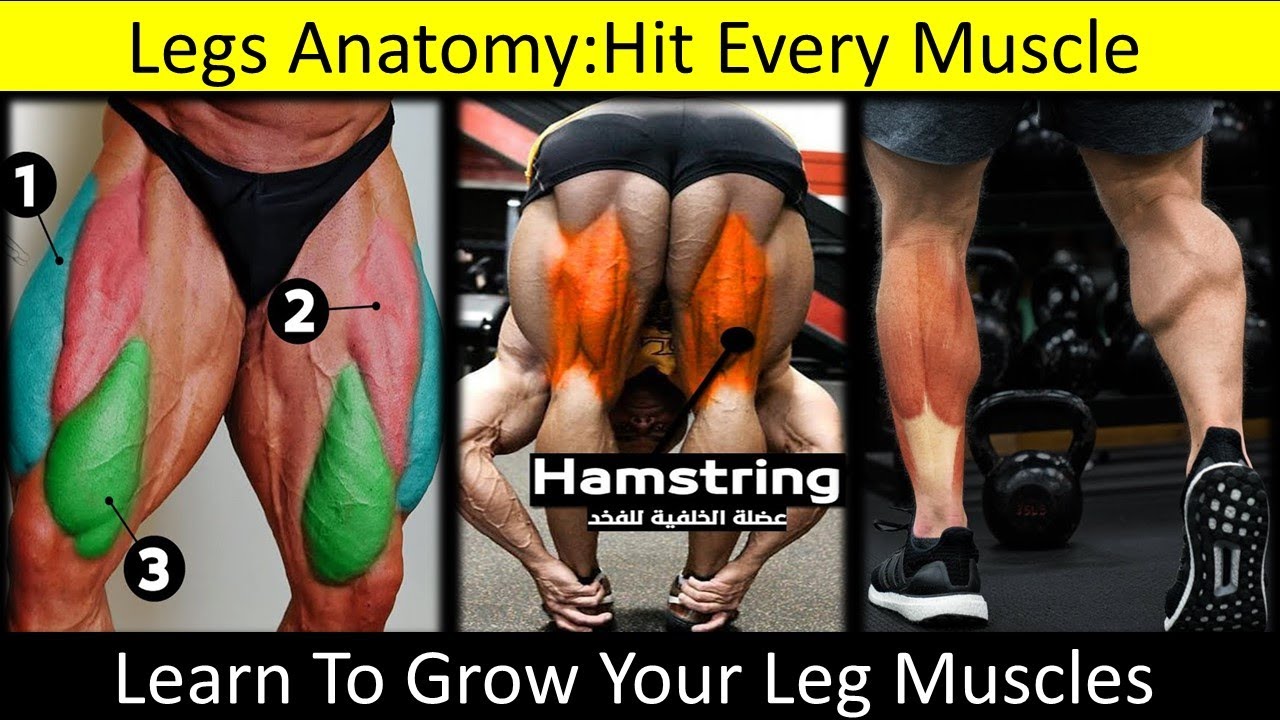 Legs Anatomy/Quadriceps Muscles/Hamstring Muscles/Calves Muscles/Urdu ...