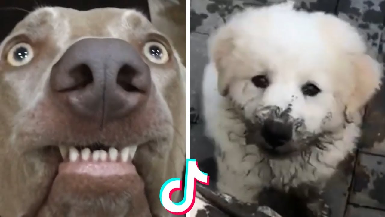 Ultimate Funny Dogs Compilation! 🐕 Most Viral DOGS on the internet ...