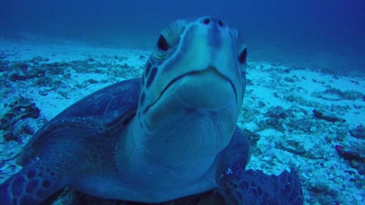 Diving Malpelo Island July 2017 - YouTube
