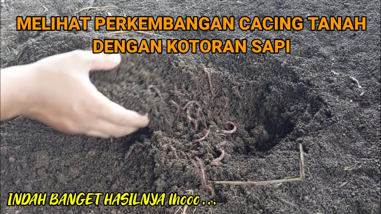 perkembangan cacing tanah dengan kotoran sapi - YouTube