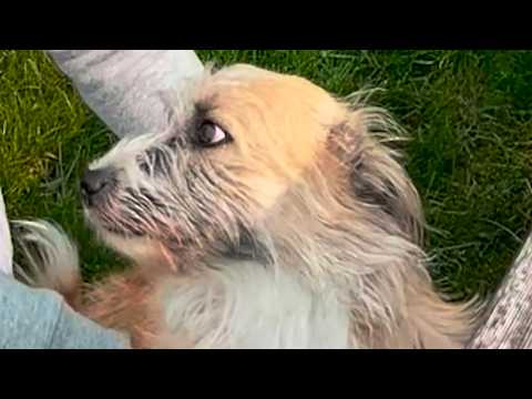 Woman takes terrified shelter dog home. Here's what happened.