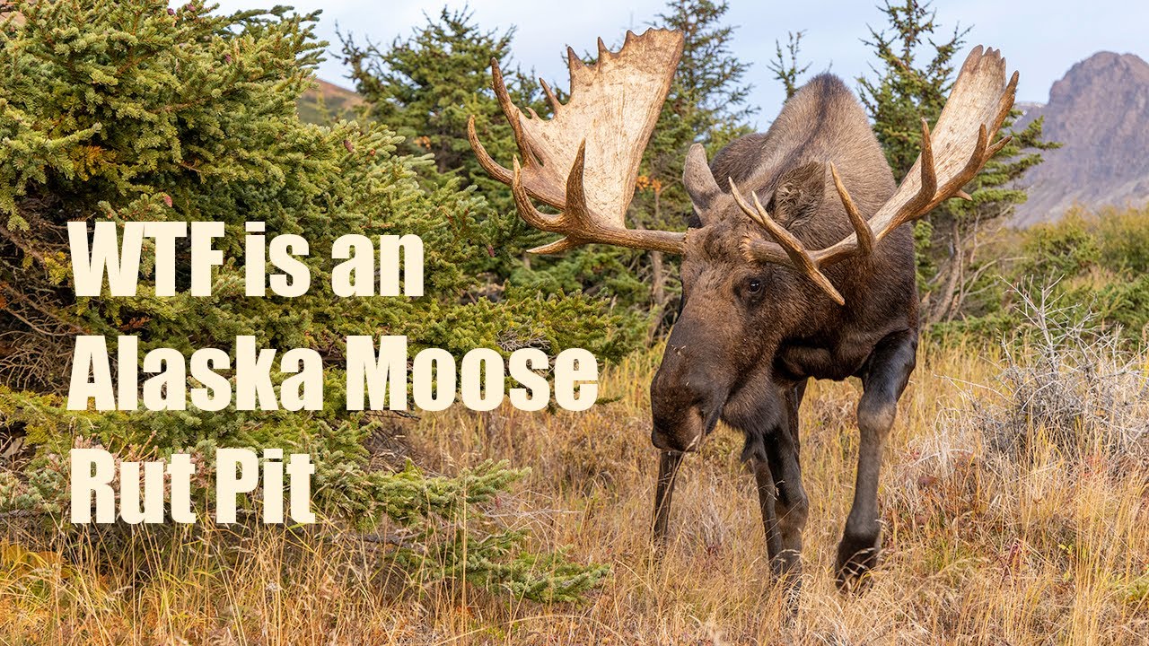 WTF Is An Alaska Moose Rut Pit? - YouTube