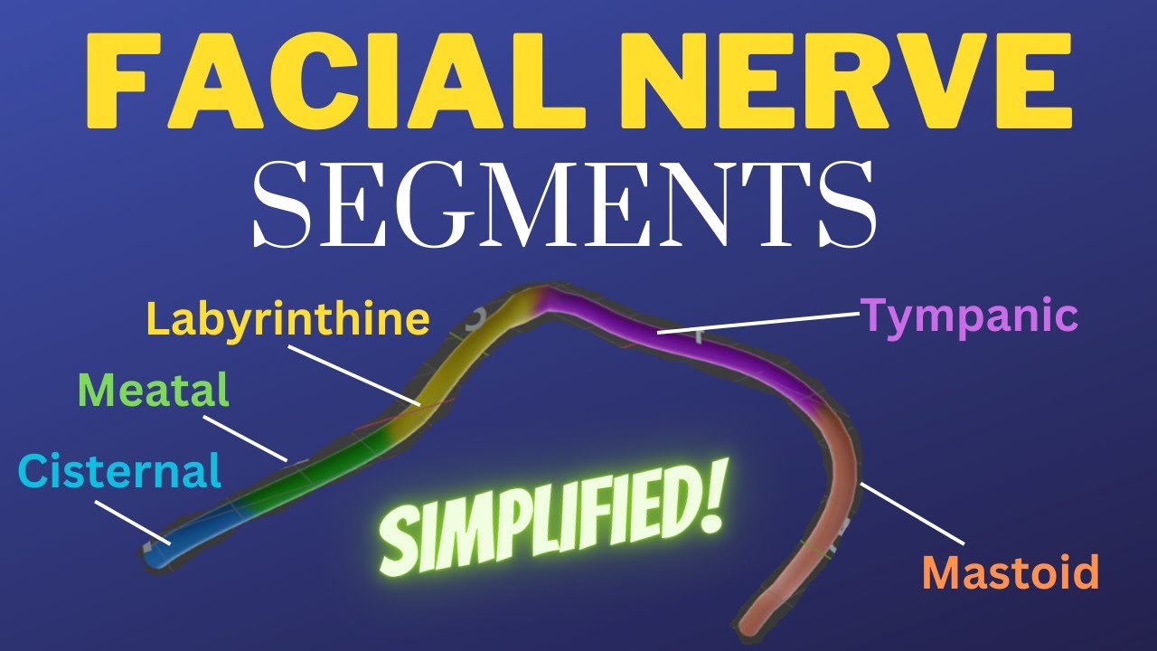 Facial Nerve SEGMENTS - 3D model - YouTube