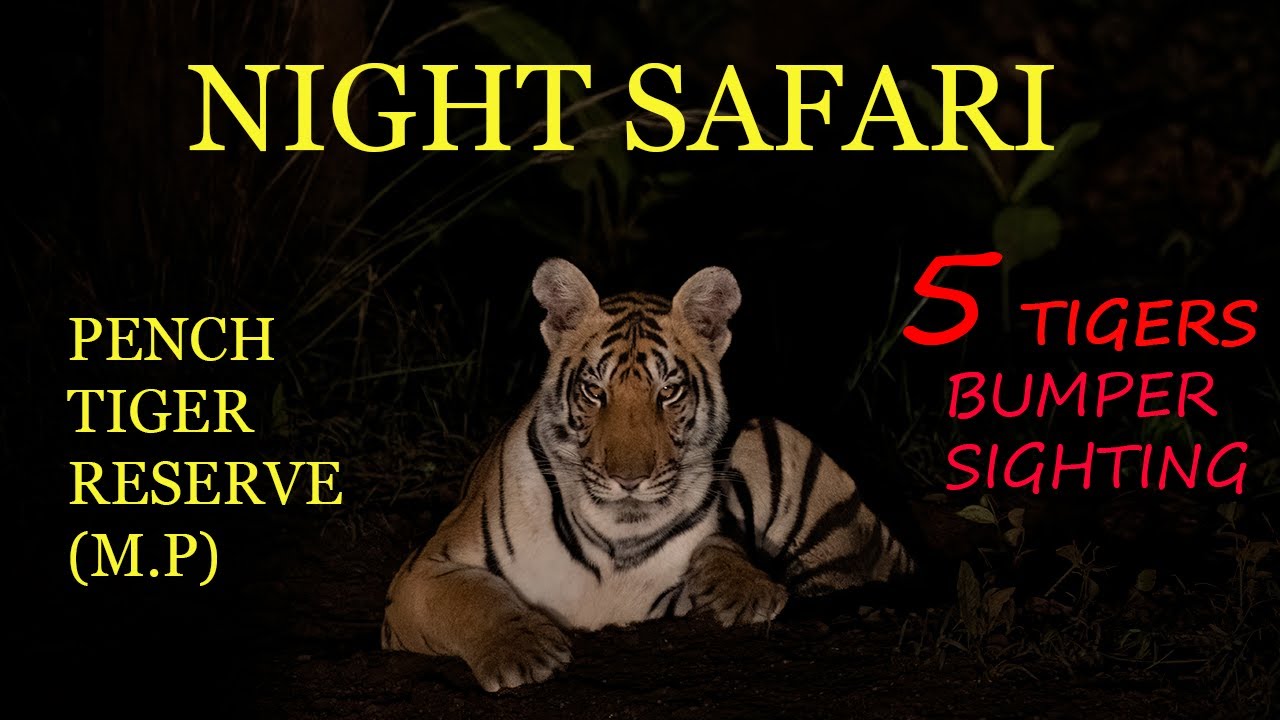Surrounded by a family of tigers | Night Safari 4K | Pench Tiger ...