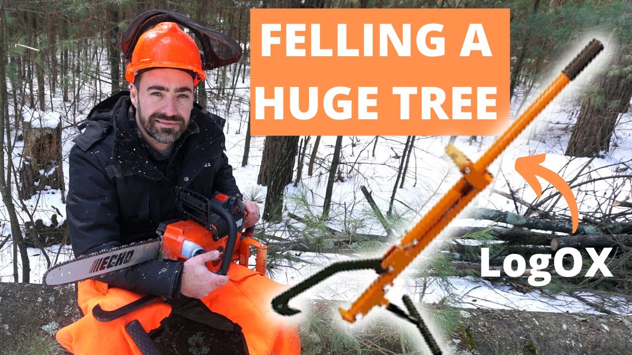 Dropping a Huge Tree! LOG OX 3-1 Review & Echo DSC-5000 Battery ...
