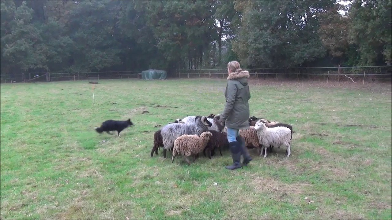 BaW Tim ''caz'' 10 months second time sheep - YouTube