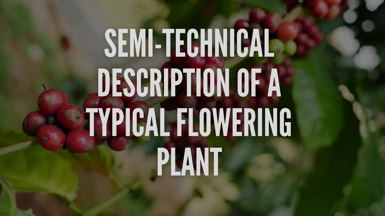 Semi-Technical description of flowering plants #Class11 #NEET # ...