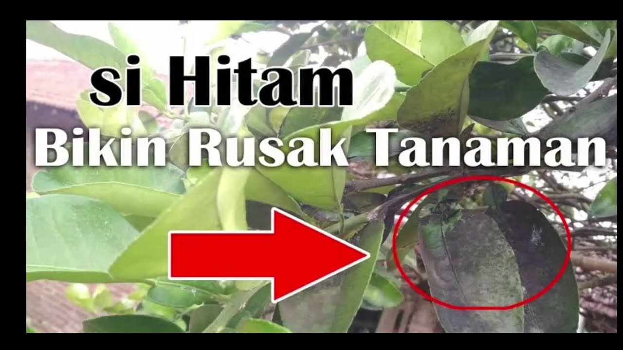si hitam perusak tanaman, embun jelaga - YouTube
