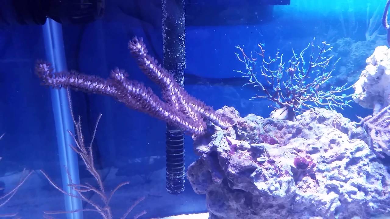 Gorgonian tank 29gal - YouTube