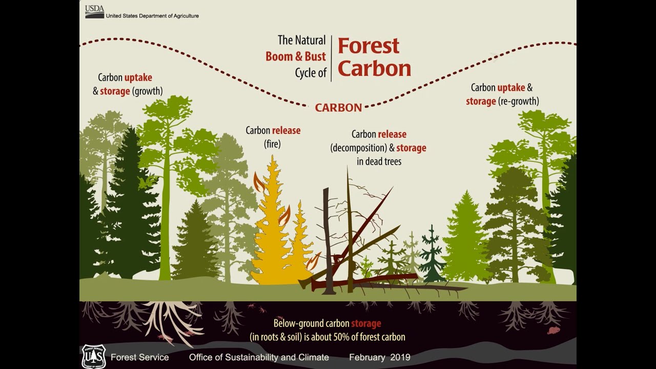 The Natural Boom and Bust Cycle of Forest Carbon. - YouTube