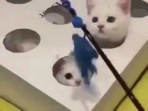 Kucing super lucu lihat aksinya