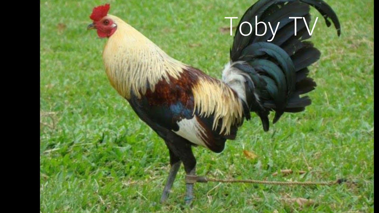 Grey game fowl talisayin - YouTube