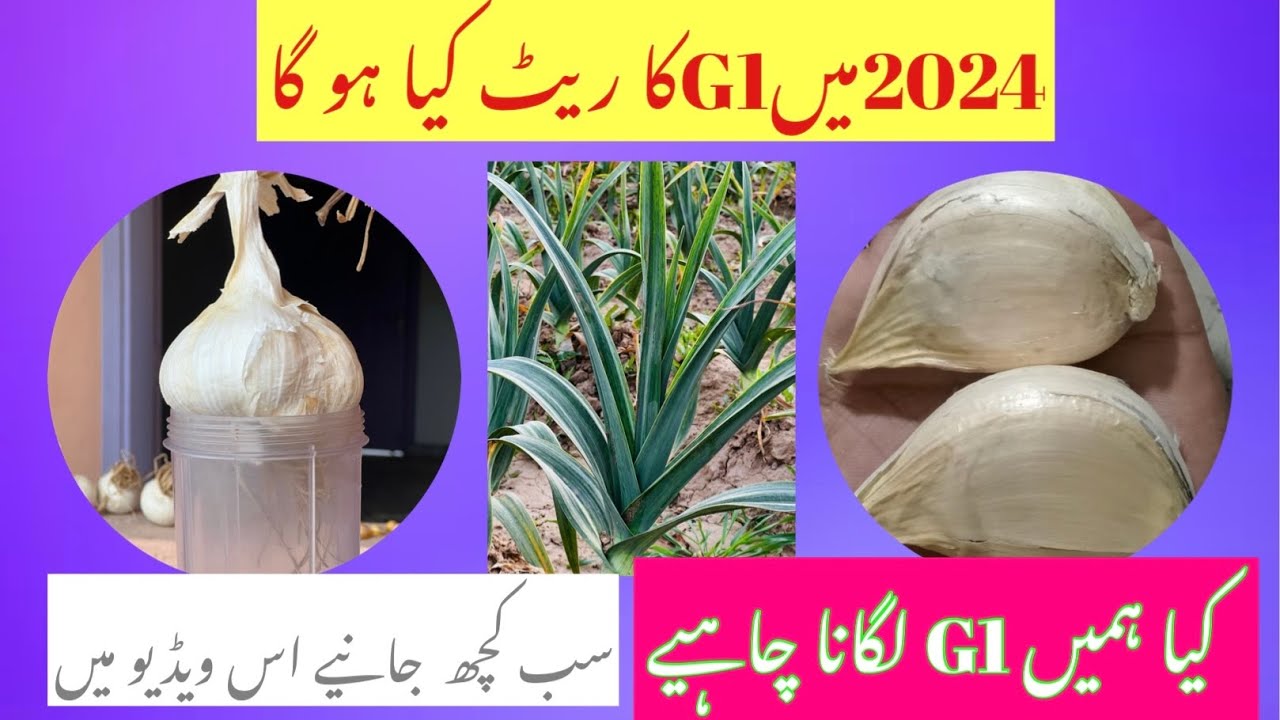 G1 Garlic Rate In 2024/Kya Hamain G1 Lagana Chahiye/G1 Garlic Guture In ...