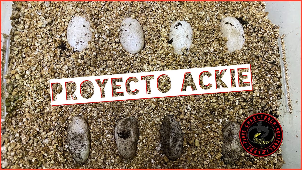 POR FIN!!! PUESTA EXITOSA DE VARANO ACKIE!! 🦎🦎🥚🥚🥚🥚🤘🏻 - YouTube