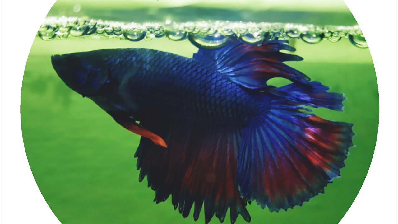 Fighter fish - YouTube