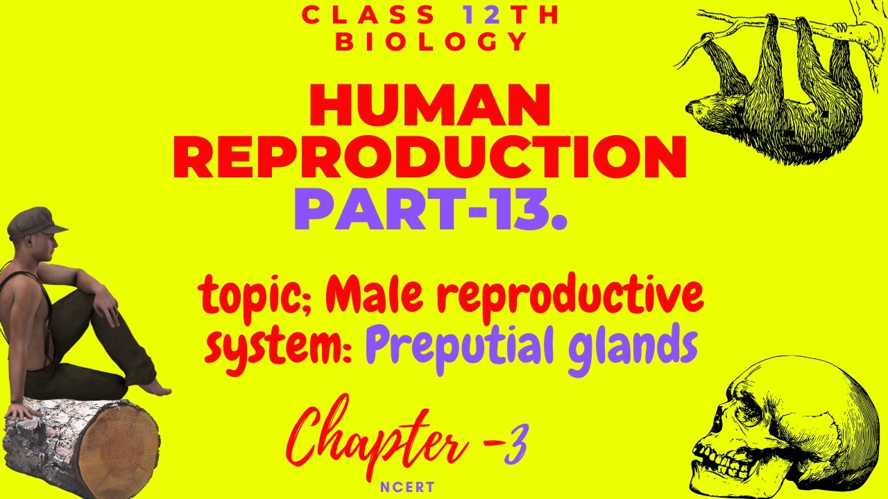 Male reproductive system: Preputial glands|Human reproduction |class 12 ...