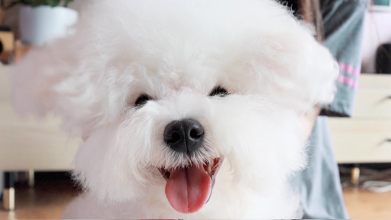 Life of My Puppy - YouTube