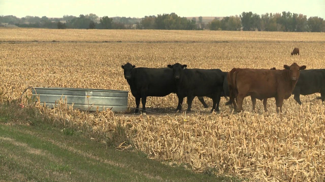 Drought Effects on Cattle Hydration - Market Journal - February 1, 2013 ...
